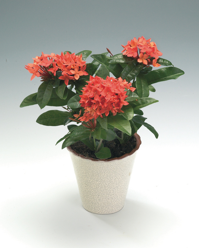 Ixora hybrid
