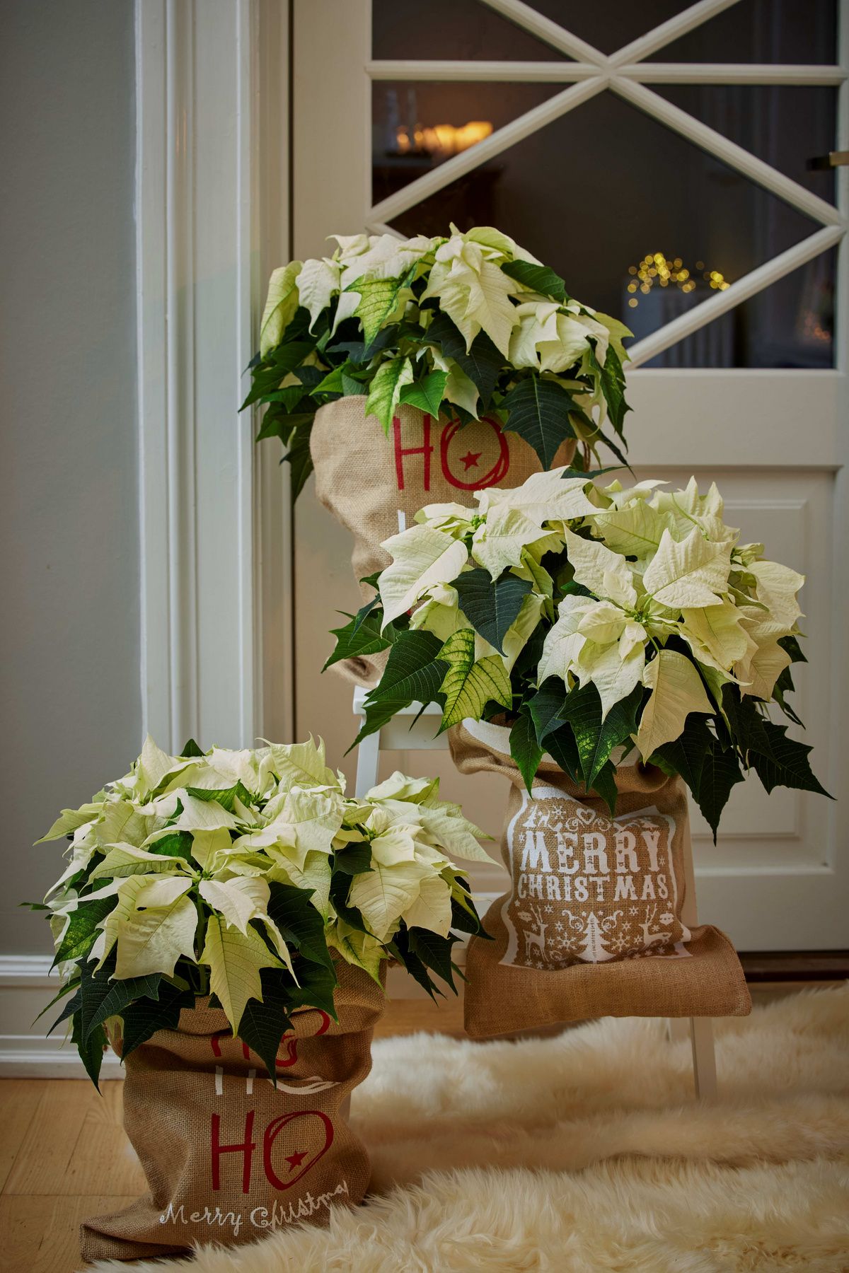 Optimal pleje af dine julestjerner