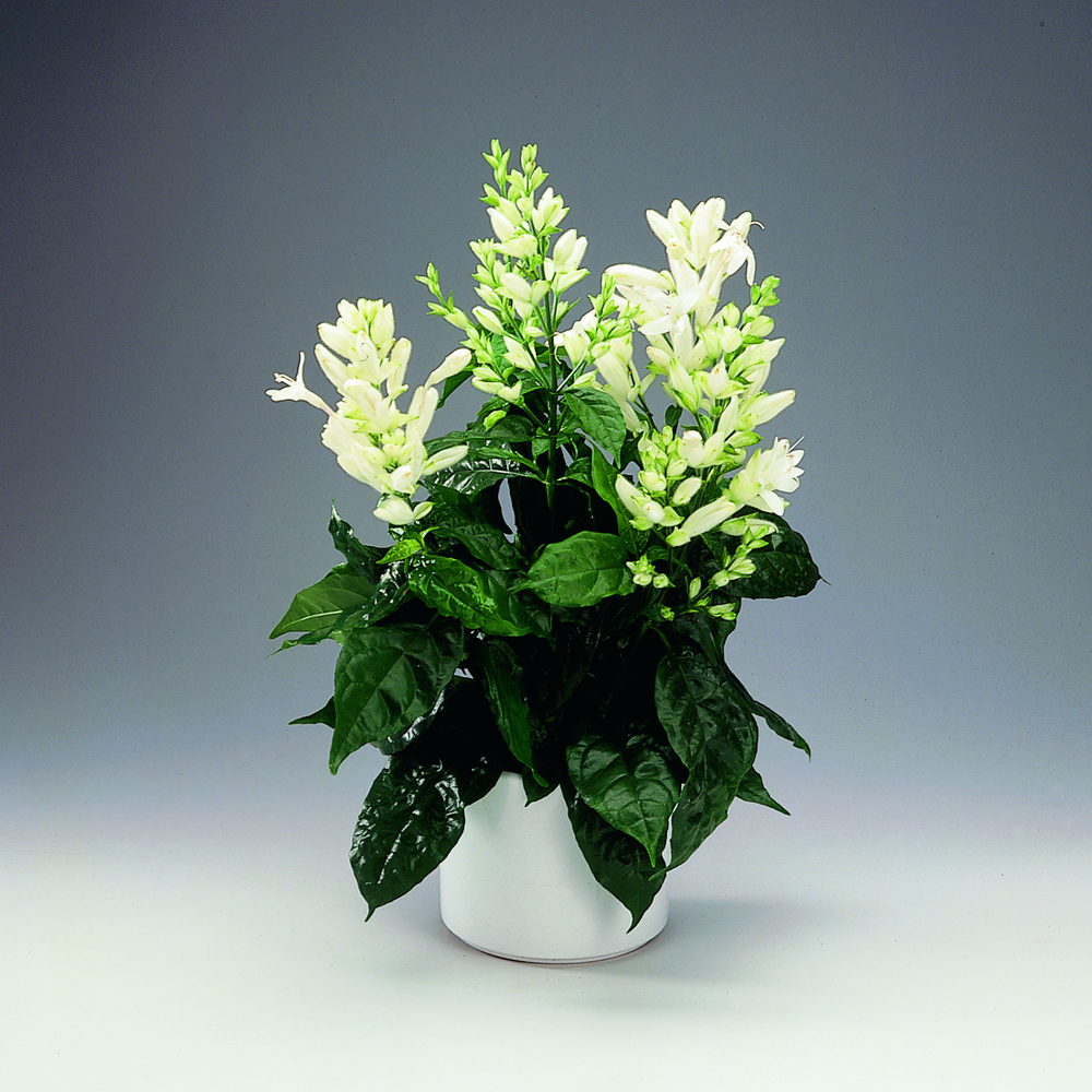 Whitfieldia longifolia