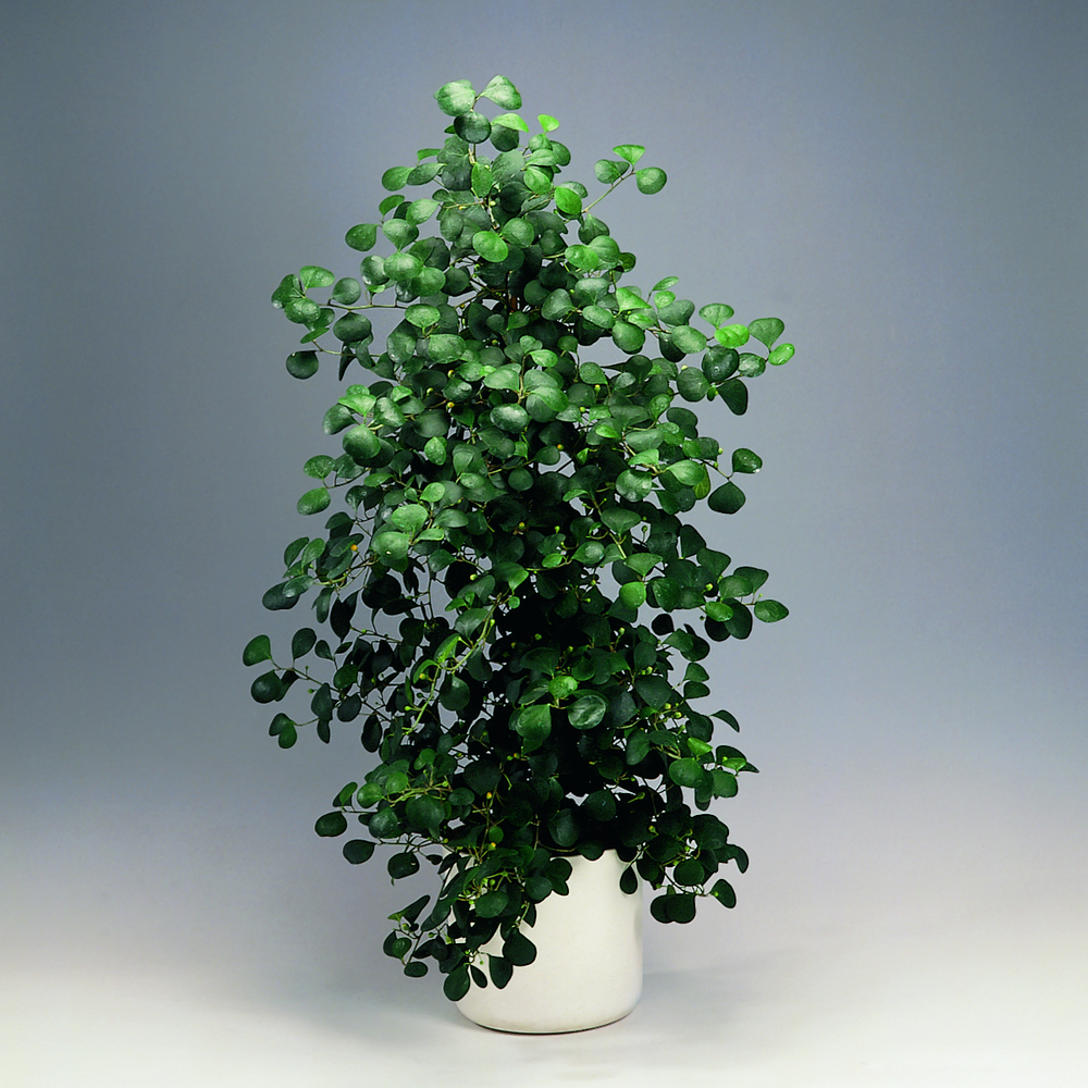 Ficus deltoidea