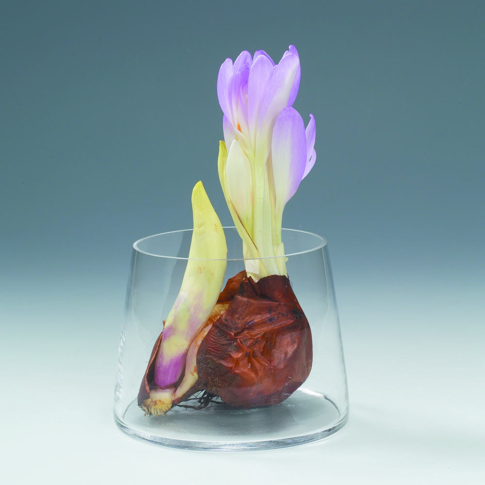 Colchicum cilicicum