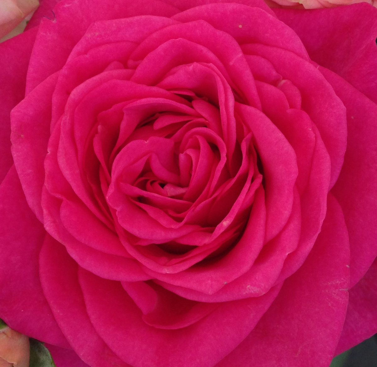 Rosa hybrid Malaga™ Roses Forever®