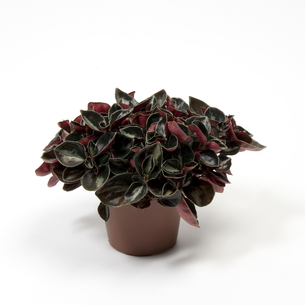 Peperomia columbiana